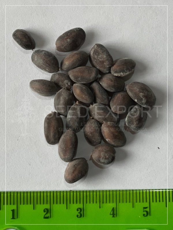 Semilla de Teca con corcho - Exportación de Semillas Gt