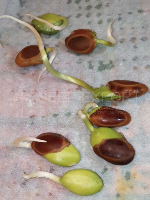 Semilla de Conacaste - Exportación de Semillas Gt