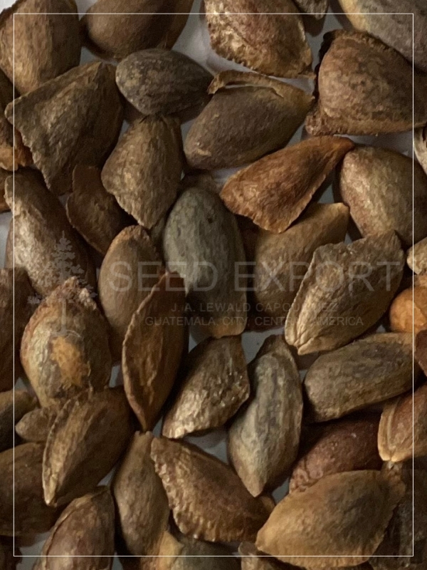 Semilla de Pino Oocarpa - Exportación de Semillas Gt