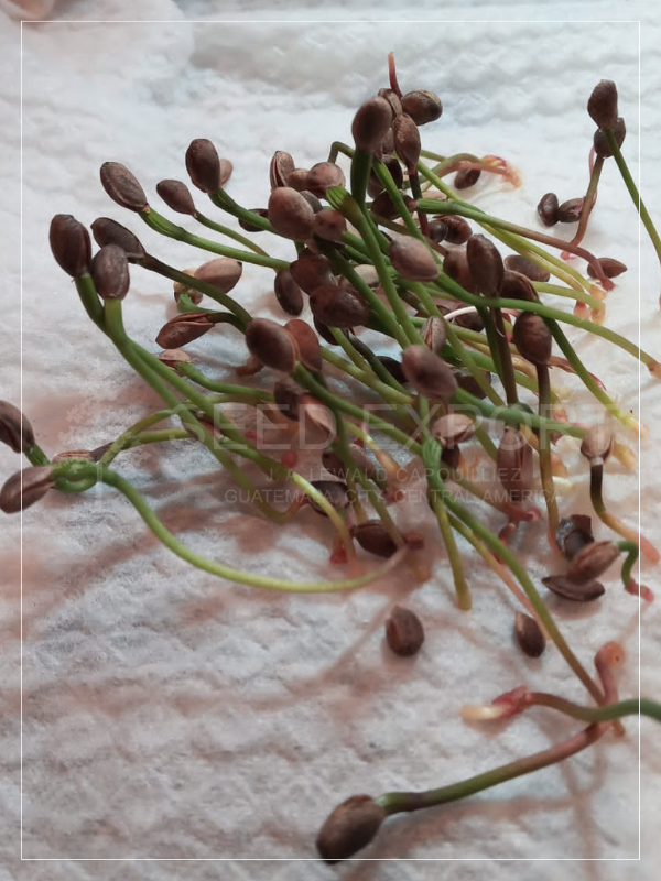 Semilla de Pino Montezumae - Exportación de Semillas Gt