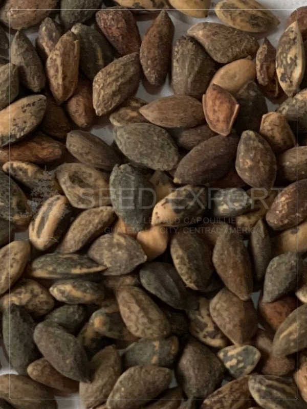 Semilla de Pino Pseudostrobus - Exportación de Semillas Gt