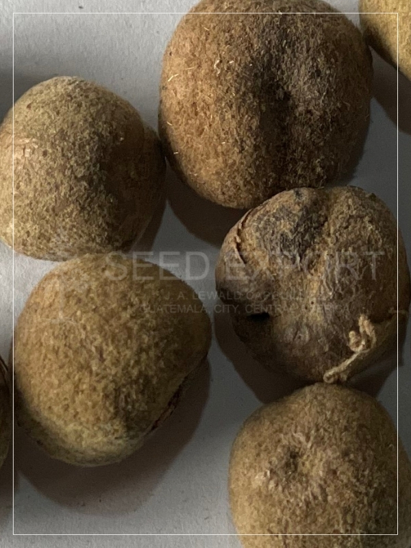 Home - Exportación de Semillas Gt